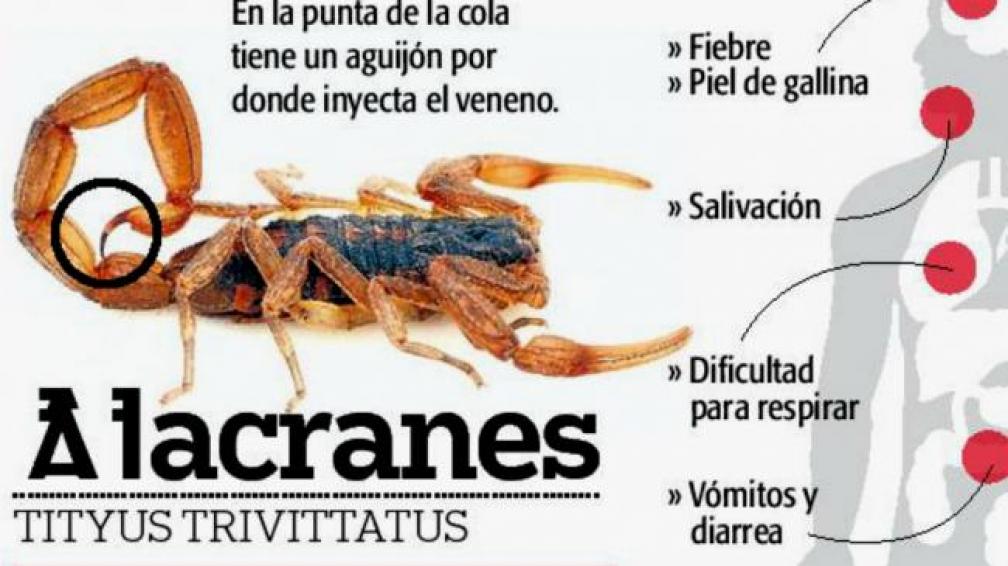 Alacranes o escorpiones: síntomas y prevención de picaduras ...